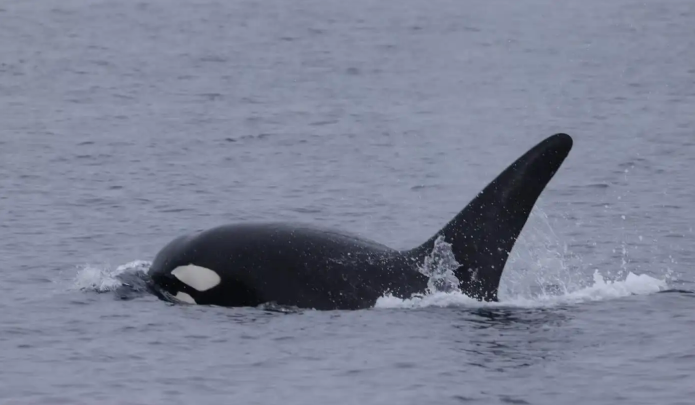 Orca vs. Great White Shark: Who Would Win in a Battle?